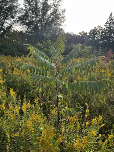 Acacia Reservation: de beste routes om te wandelen | AllTrails