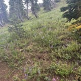 Mount Judah Loop Trail, California - 2,317 Reviews, Map | AllTrails