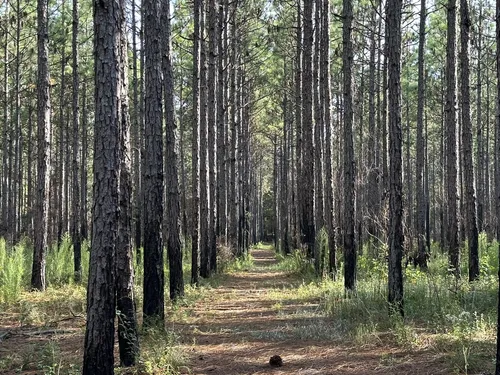 Best Hikes and Trails in Audubon's Silver Bluff Center and Sanctuary ...