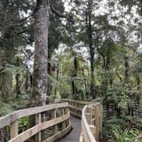 Spragg Bush Walk, Auckland, New Zealand - 61 Reviews, Map | AllTrails
