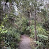 Spragg Bush Walk, Auckland, New Zealand - 61 Reviews, Map | AllTrails