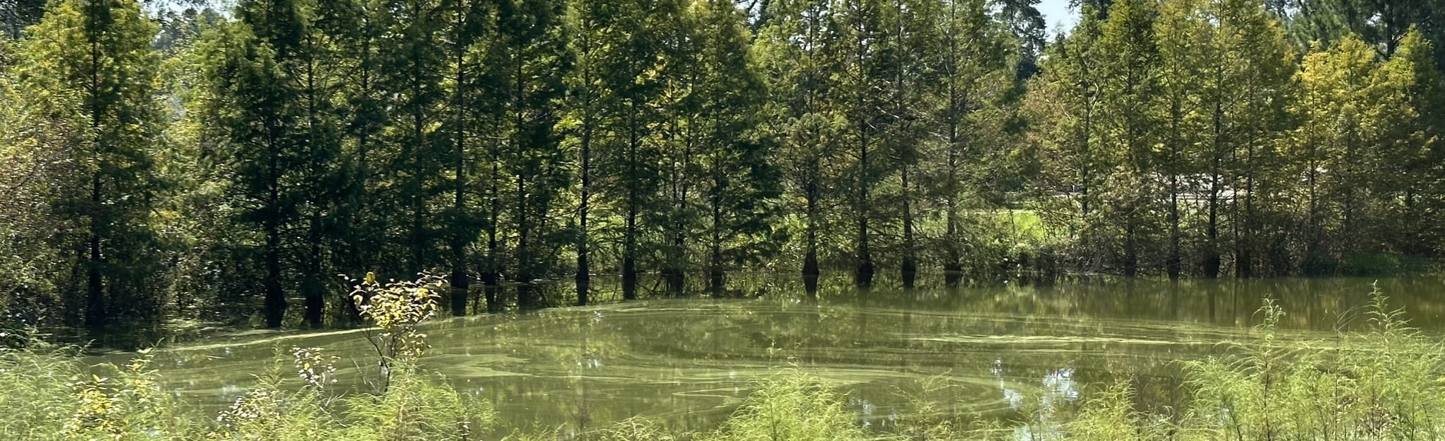 Pedrick Pond Loop: 39 Fotos - Florida | AllTrails