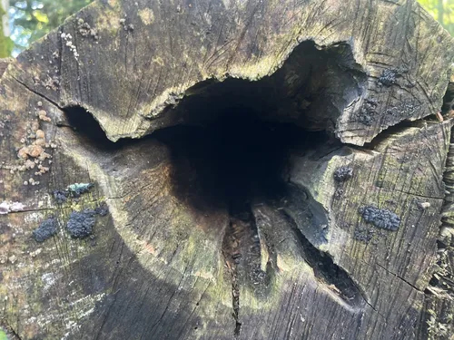 Best Partially Paved Trails in Cisna-Wetlinski Landscape Park | AllTrails