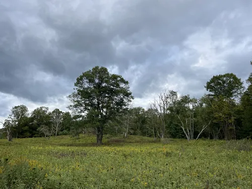 Best Hikes and Trails in Thomas and Palmer Brook Reserve | AllTrails