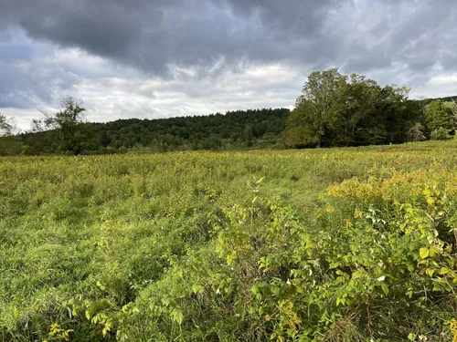 Best Hikes and Trails in Thomas and Palmer Brook Reserve | AllTrails