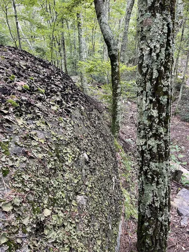 Best Hikes and Trails in Thomas and Palmer Brook Reserve | AllTrails