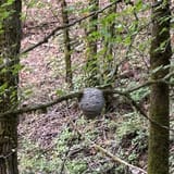 Cooks Butte Loop, Oregon - 399 Reviews, Map | AllTrails