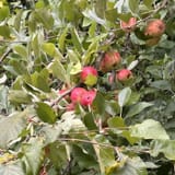 Cooks Butte Loop, Oregon - 399 Reviews, Map | AllTrails