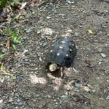 Reef Bay Trail, Saint John, US Virgin Islands - 876 Reviews, Map ...