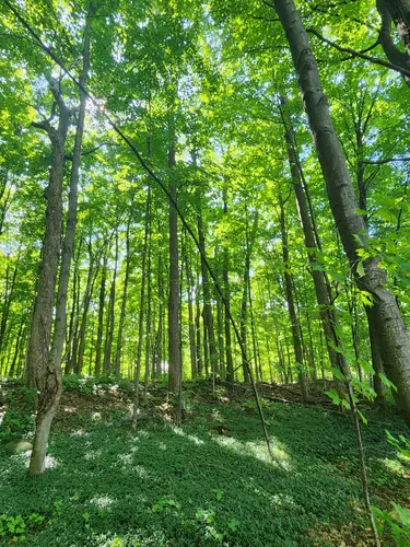 Best Hikes and Trails in Cap-Saint-Jacques Nature Park | AllTrails