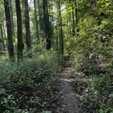 Difficult Run Trail, Virginia - 711 Reviews, Map | AllTrails