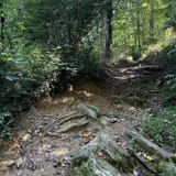 Difficult Run Trail, Virginia - 711 Reviews, Map | AllTrails