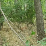 Grindstone Nature Area Loop, Missouri - 496 Reviews, Map | AllTrails