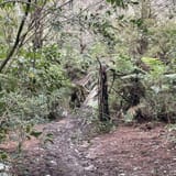 Riverhead Forest Loop Track, Auckland, New Zealand - 65 Reviews, Map ...