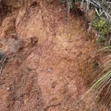 Riverhead Forest Loop Track, Auckland, New Zealand - 65 Reviews, Map ...