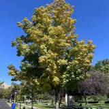 Memory Grove Trail, Utah - 1,252 Reviews, Map | AllTrails