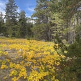 Silver Run Loop Trail, Montana - 546 Reviews, Map | AllTrails