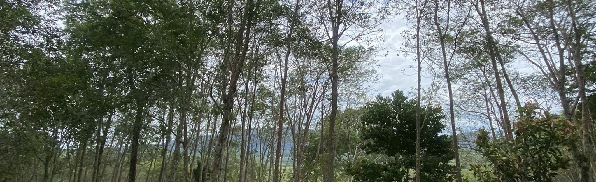 Nai Yang Hills Central Loop, Phuket, Thailand - 6 Reviews, Map | AllTrails