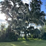 Sabal Bluff Preserve Loop, Florida - 41 Reviews, Map | AllTrails