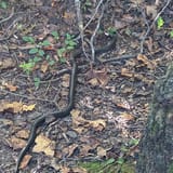 Brecknock County Park Dunbar Trail, Delaware - 277 Reviews, Map | AllTrails