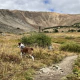 Butler Gulch Trail, Colorado - 2,490 Reviews, Map | AllTrails