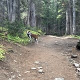 Butler Gulch Trail, Colorado - 2,490 Reviews, Map | AllTrails