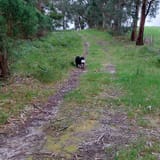 Long Gully Track Loop, Victoria, Australia - 58 Reviews, Map | AllTrails