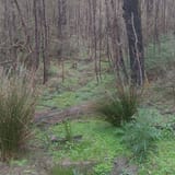 Long Gully Track Loop, Victoria, Australia - 58 Reviews, Map | AllTrails