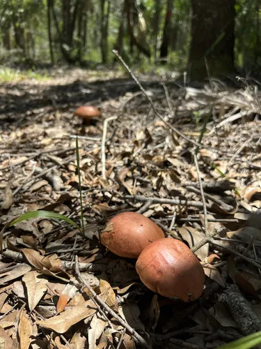 Best Hikes and Trails in Babcock Ranch Nature Preserve | AllTrails