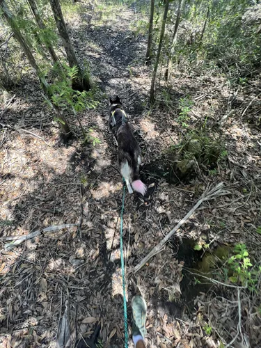 Best Hikes and Trails in Babcock Ranch Nature Preserve | AllTrails