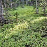 Music Pass Trail, Colorado - 220 Reviews, Map | AllTrails