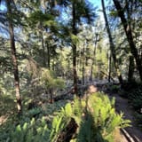 Ridge Loop Trail , Washington - 403 Reviews, Map | AllTrails