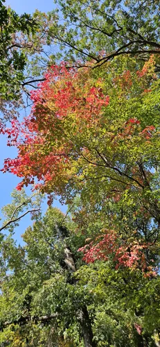 Best Hikes and Trails in Tamarack Nature Preserve | AllTrails