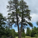 Campbell Mesa Loop, Arizona - 1,231 Reviews, Map | AllTrails