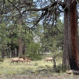 Campbell Mesa Loop, Arizona - 1,231 Reviews, Map | AllTrails