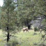 Campbell Mesa Loop, Arizona - 1,231 Reviews, Map | AllTrails