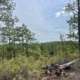 Longleaf Vista Interpretive Trail, Louisiana - 306 Reviews, Map | AllTrails