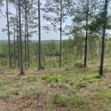 Longleaf Vista Interpretive Trail, Louisiana - 306 Reviews, Map | AllTrails