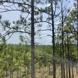 Longleaf Vista Interpretive Trail, Louisiana - 306 Reviews, Map | AllTrails