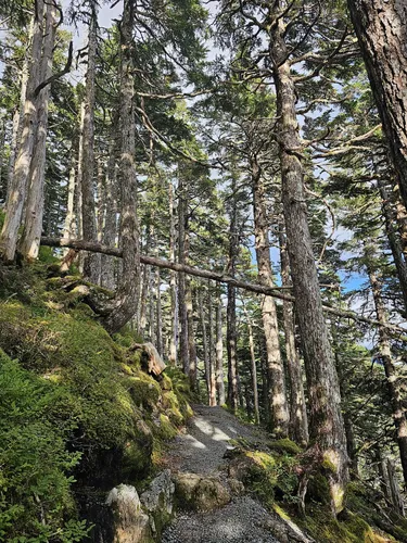 2023 Best Backpacking Trails in Sitka | AllTrails