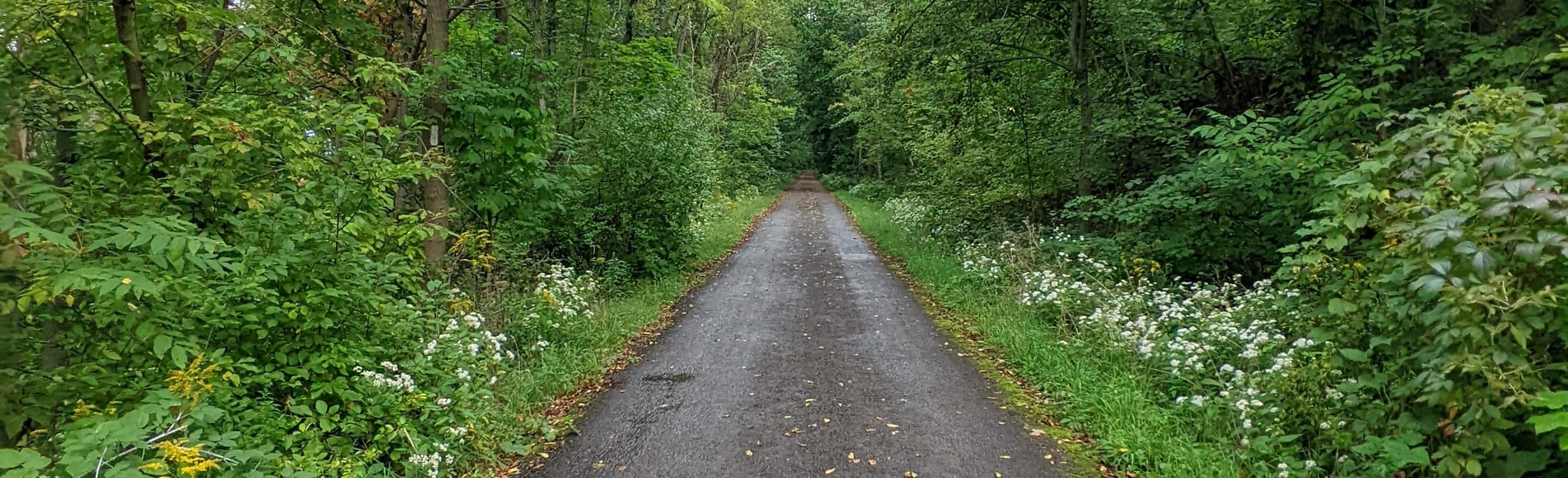 Escarpment Rail Trail - Mountain Brow - Wentworth Stairs: 346 Zdjęcia ...
