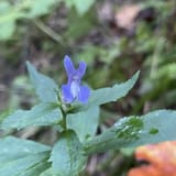 The Boogerman Trail, North Carolina - 494 Reviews, Map | AllTrails