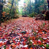 Angleworm Lake Trail, Minnesota - 108 Reviews, Map | AllTrails