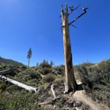 Seven Tea Cups (7TC) via Dry Creek Meadow, California - 229 Reviews ...