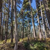 Top Spur and Timberline Loop, Oregon - 744 Reviews, Map | AllTrails