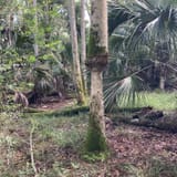 Bulow Woods Hiking Trail, Florida - 227 Reviews, Map | AllTrails