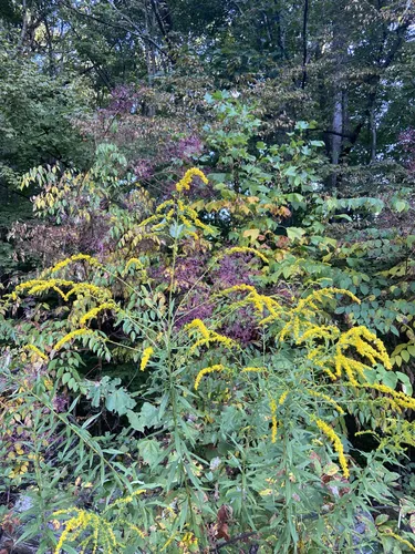 Best Hikes and Trails in Ridgetop Station Park | AllTrails