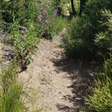 Sweetwater River Loop Trail, California - 439 Reviews, Map | AllTrails