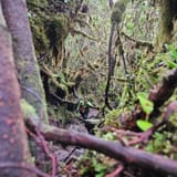 Gunung Yong Belar, Kelantan, Malaysia - 76 Reviews, Map | AllTrails