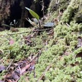 Gunung Yong Belar, Kelantan, Malaysia - 76 Reviews, Map | AllTrails